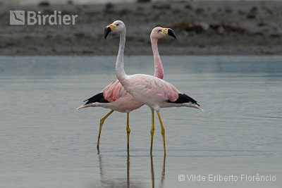 Photos of species Phoenicoparrus andinus - Birdier