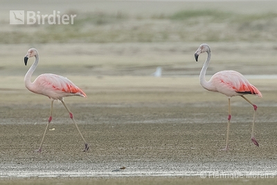 Photos of species Phoenicoparrus andinus - Birdier