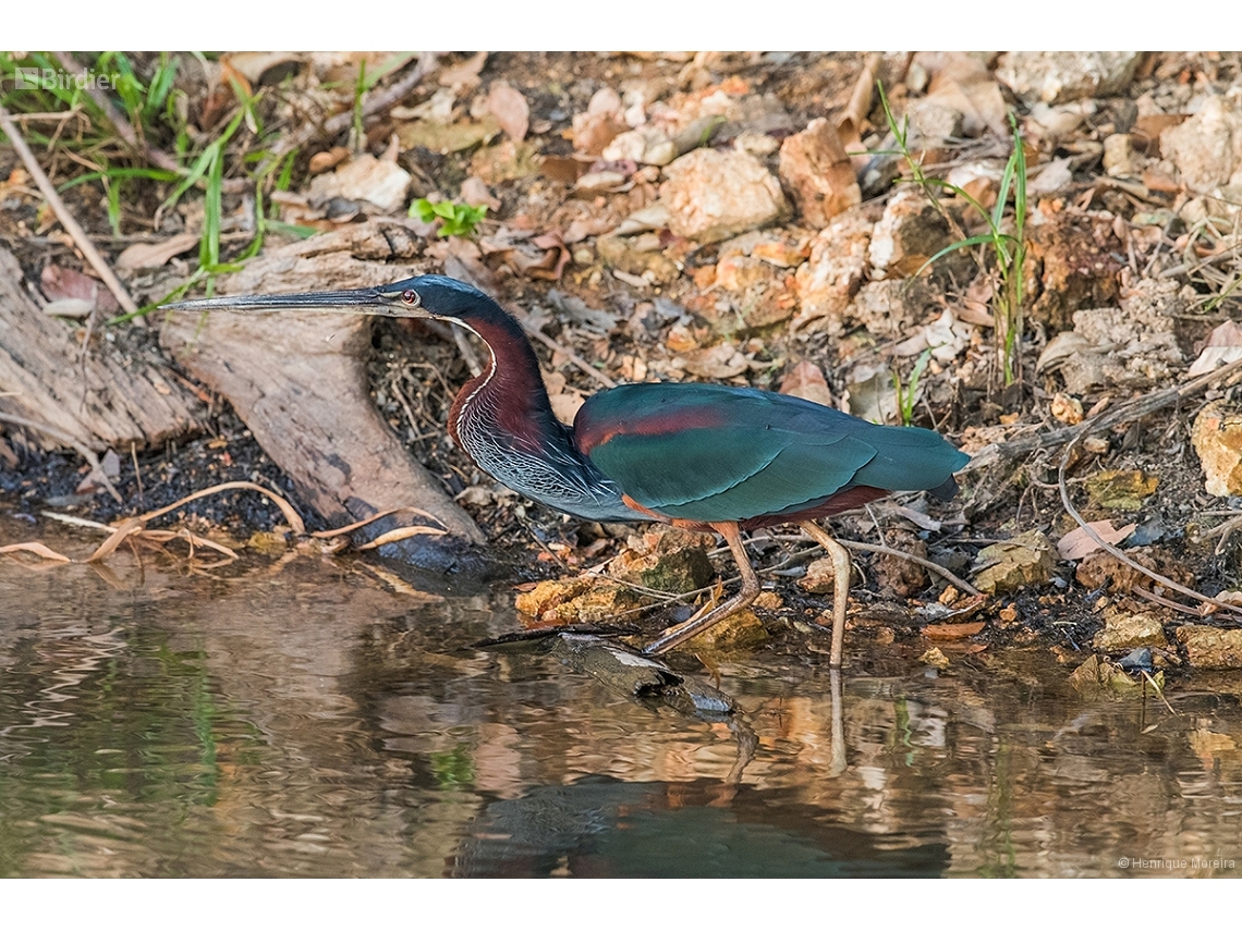 Agamia agami (Agami Heron) by Henrique Moreira • Birdier