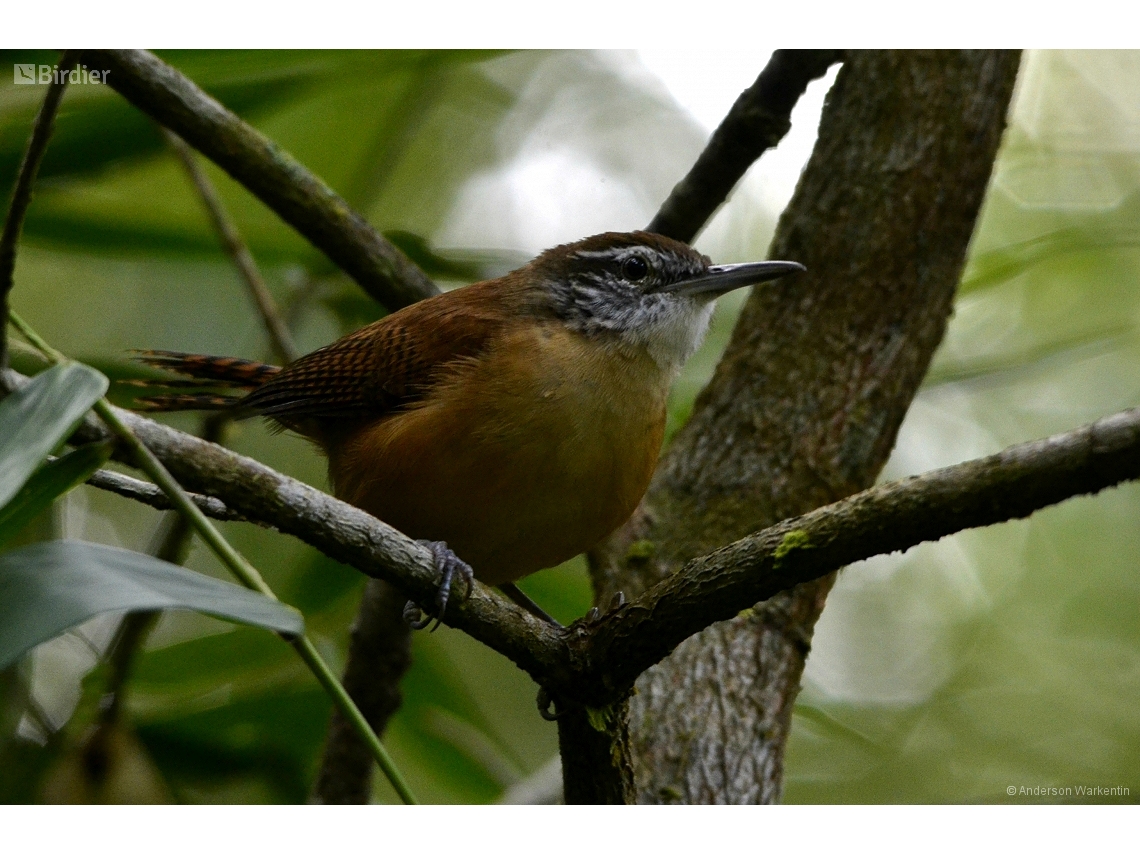 Cantorchilus longirostris (Long-billed Wren) by Anderson Warkentin ...