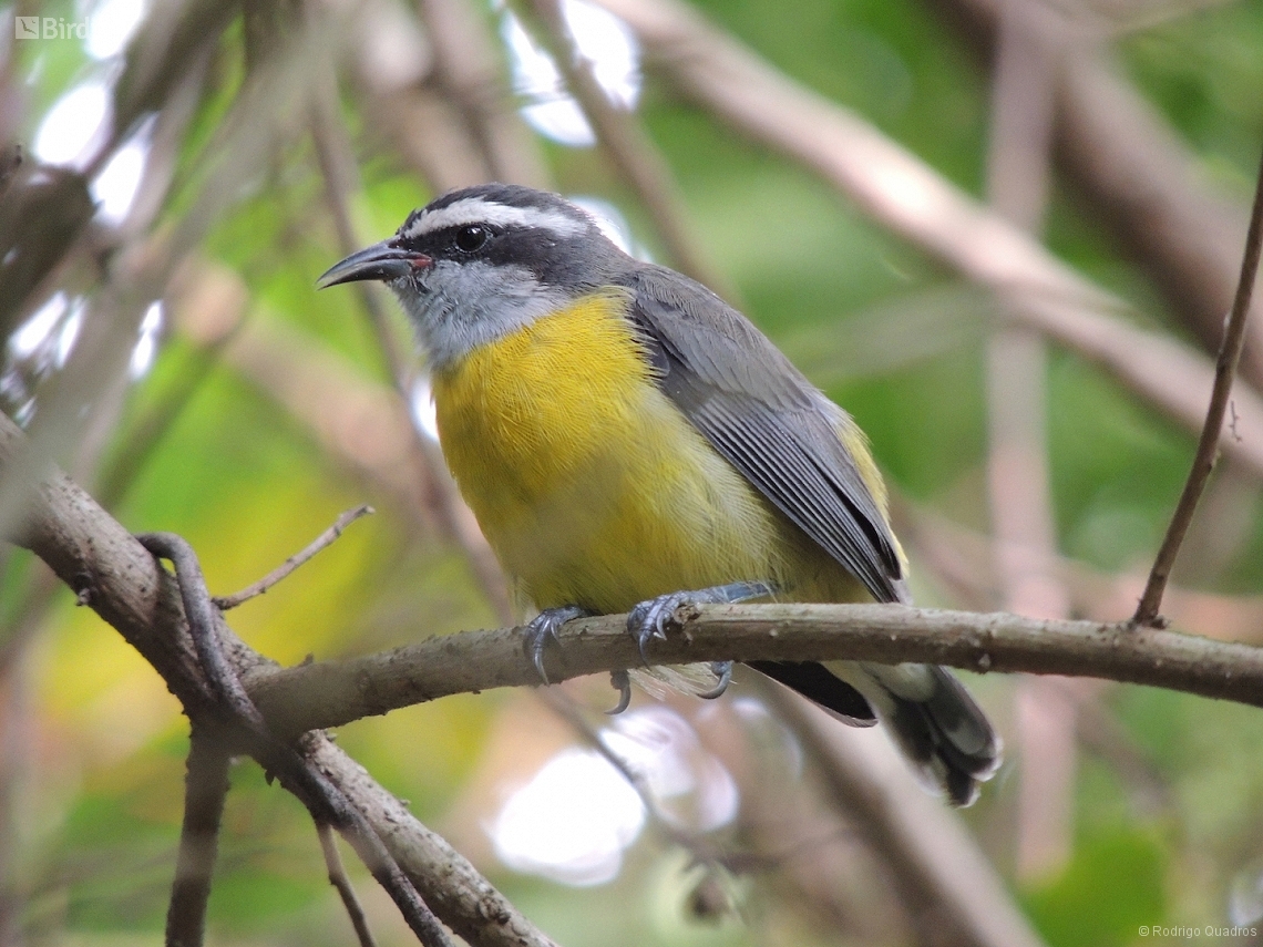 Coereba flaveola (Bananaquit) by Rodrigo Quadros • Birdier