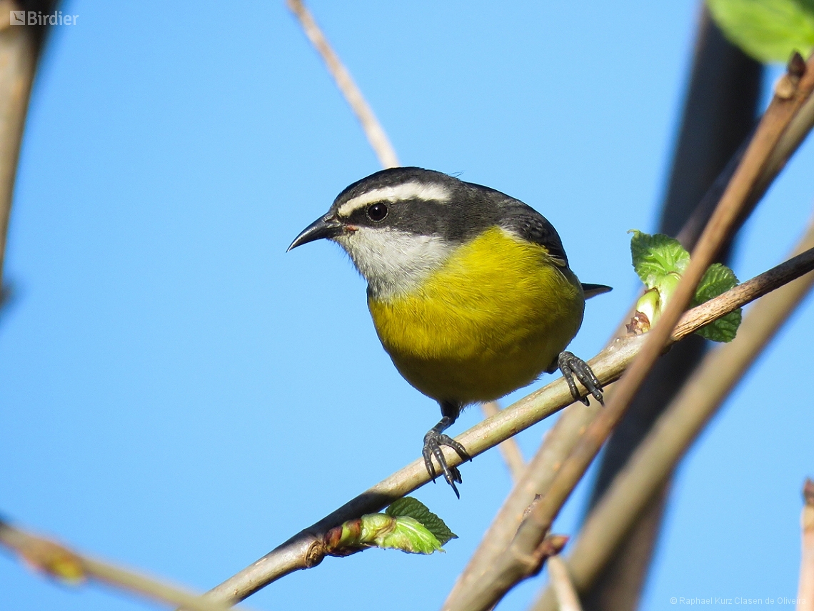 Coereba flaveola (Bananaquit) by Raphael Kurz Clasen de Oliveira • Birdier