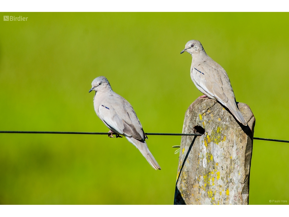 Columbina picui (Picui Ground Dove) by Paulo Vale • Birdier