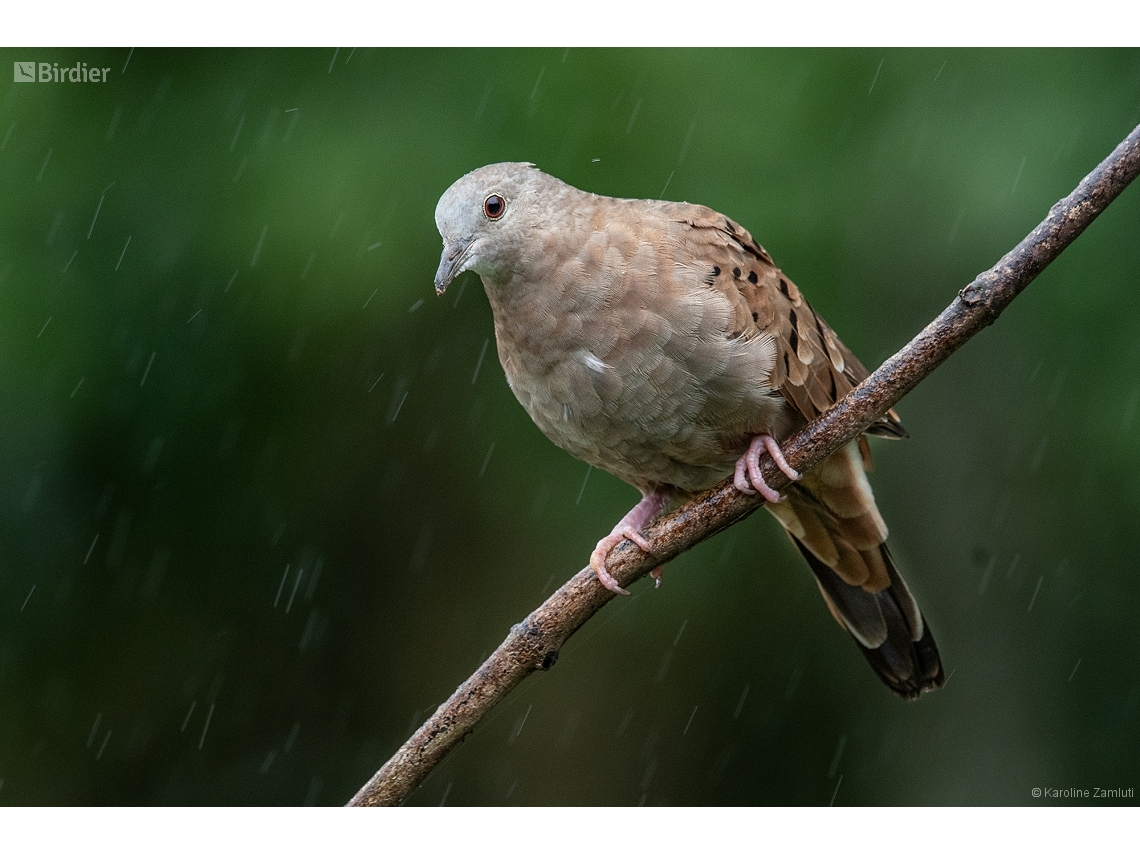 Columbina talpacoti (Ruddy Ground Dove) by Karoline Zamluti • Birdier