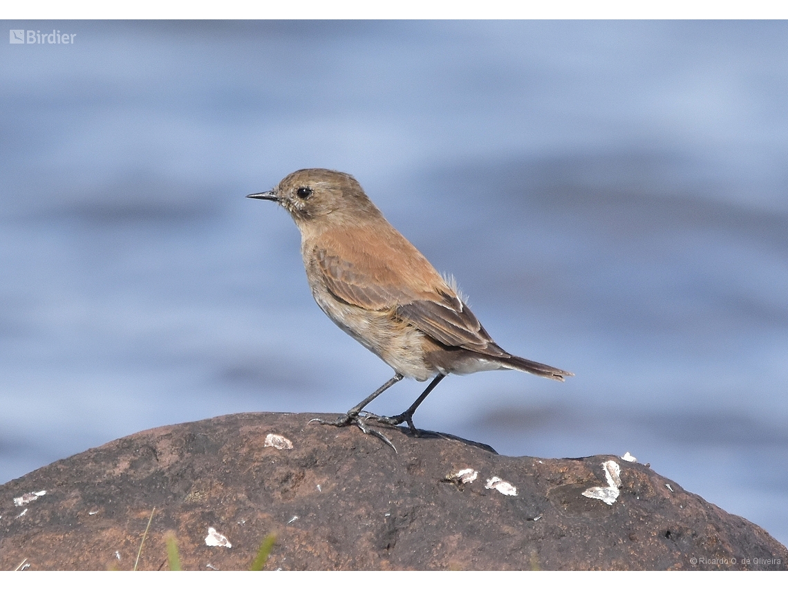 Lessonia rufa (Austral Negrito) by Ricardo O. de Oliveira • Birdier