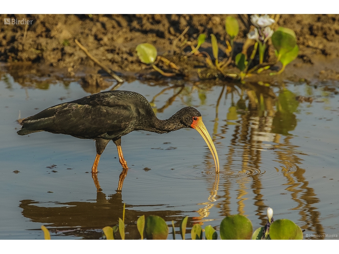 Phimosus infuscatus (Bare-faced Ibis) by Henrique Moreira • Birdier