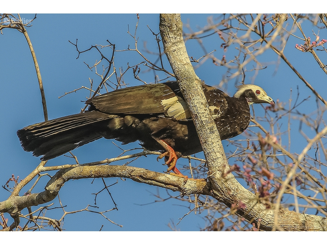 Pipile cujubi (Red-throated Piping Guan) by Henrique Moreira • Birdier