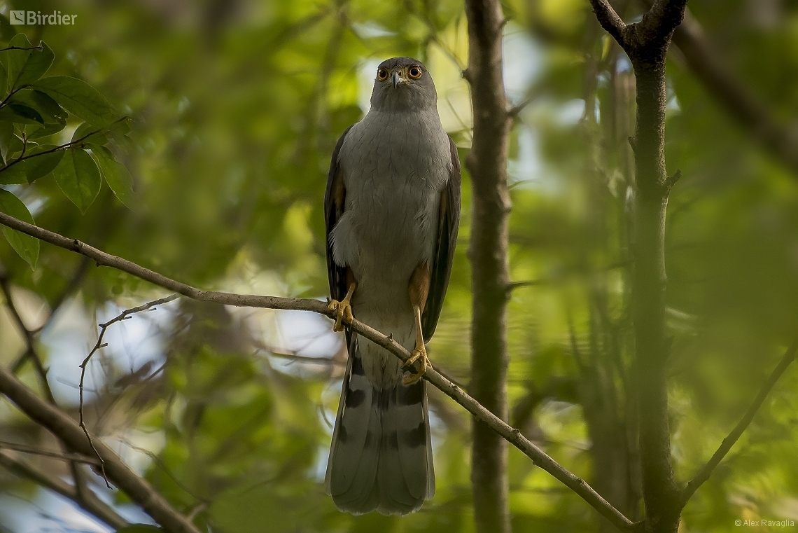 Photos of species Astur bicolor - Birdier