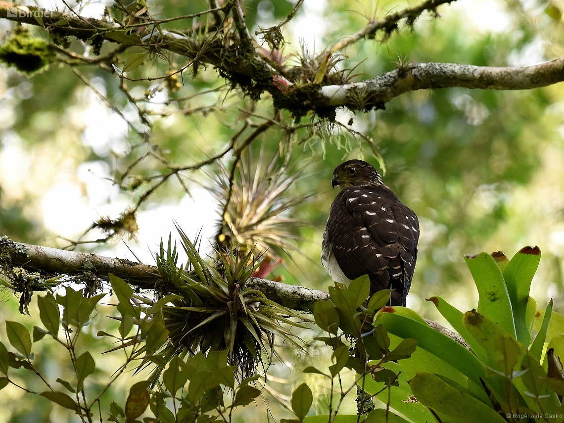Photos of species Astur bicolor - Birdier