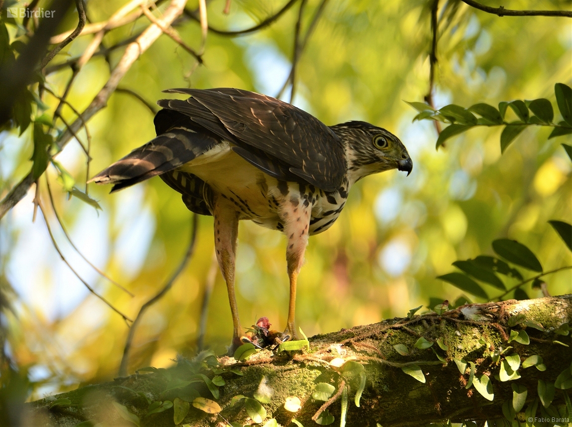 Photos of species Astur bicolor - Birdier