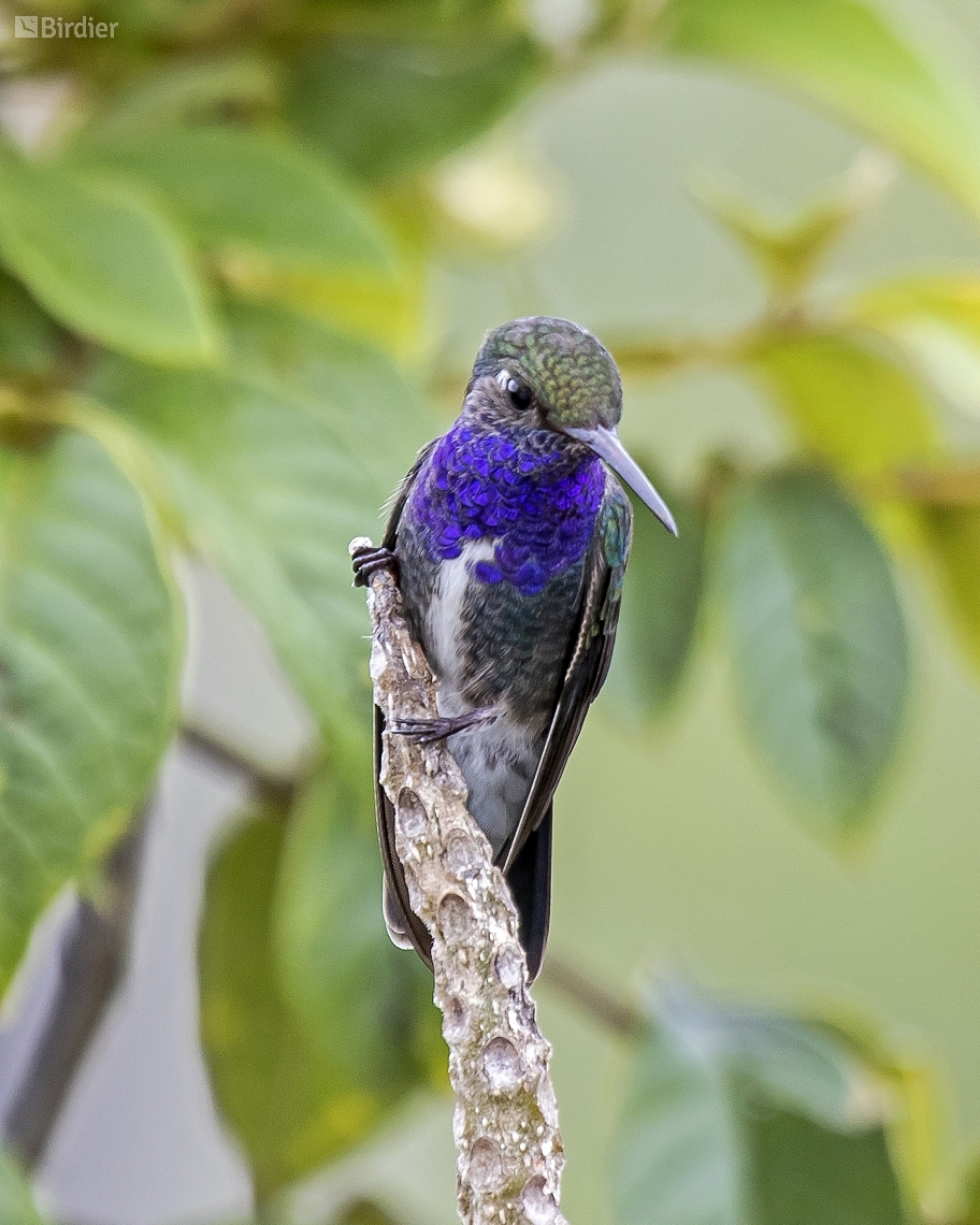 Chionomesa lactea (Sapphire-spangled Emerald) by Cláudio Lopes • Birdier