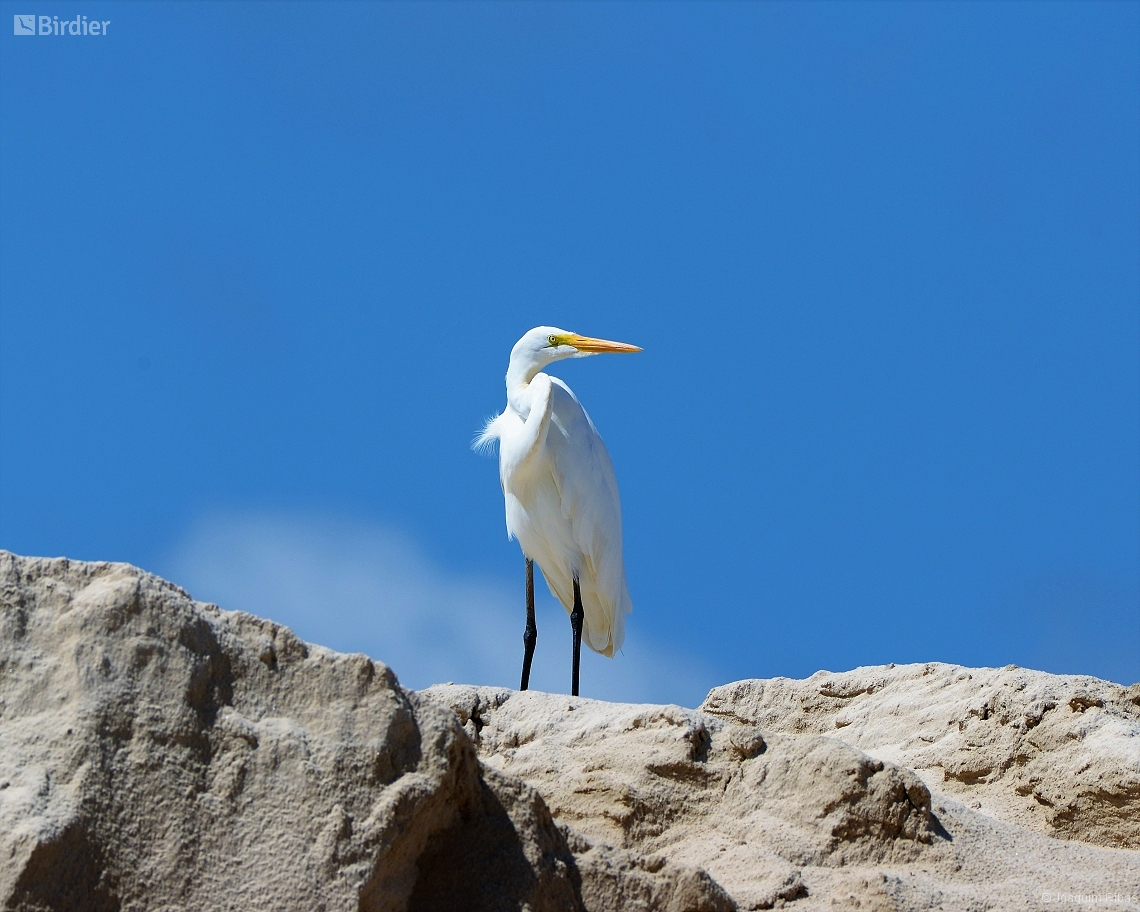 Photos of species Ardea alba - Birdier