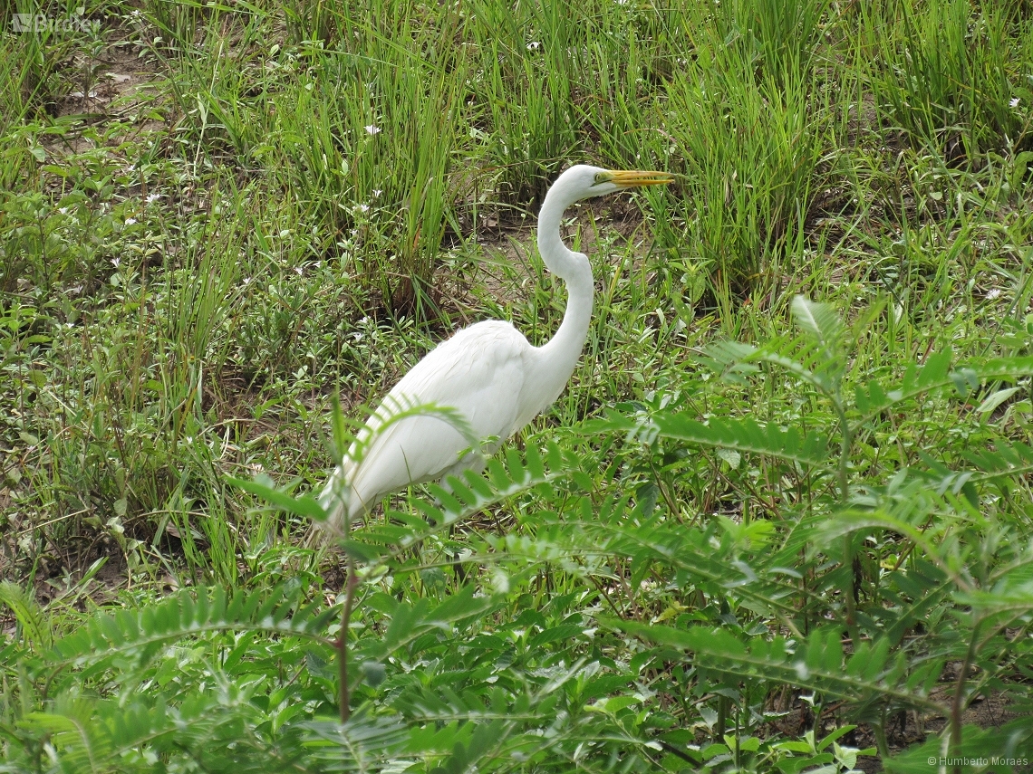 Photos of species Ardea alba - Birdier