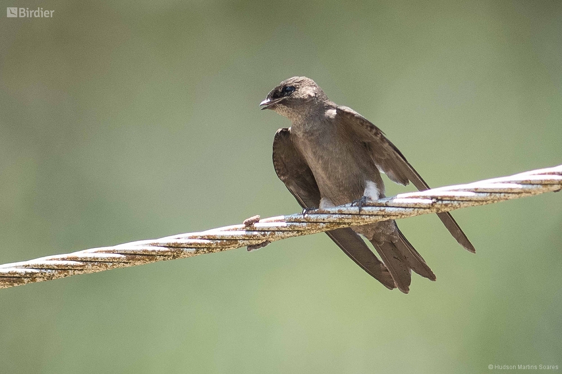Photos of species Atticora tibialis - Birdier