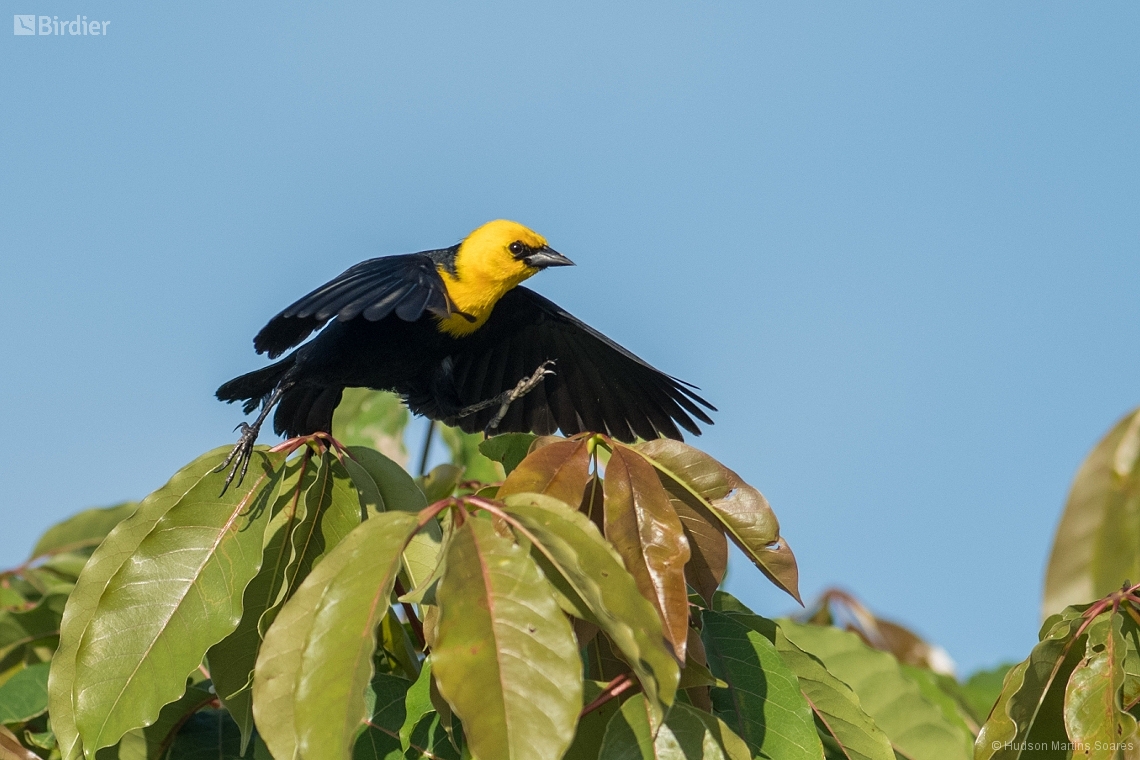 Birdier • Aves de Manaus Am by Hudson Martins Soares