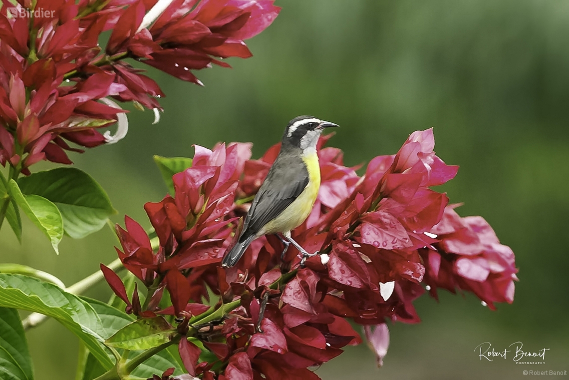 Photos of species Coereba flaveola - Birdier