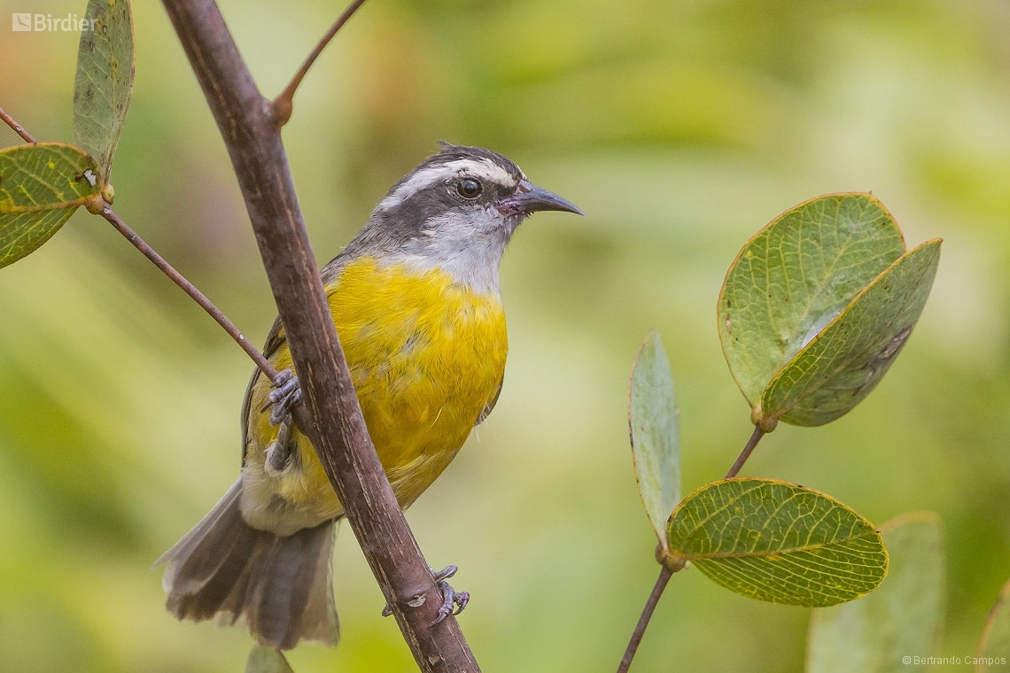 Photos of species Coereba flaveola - Birdier