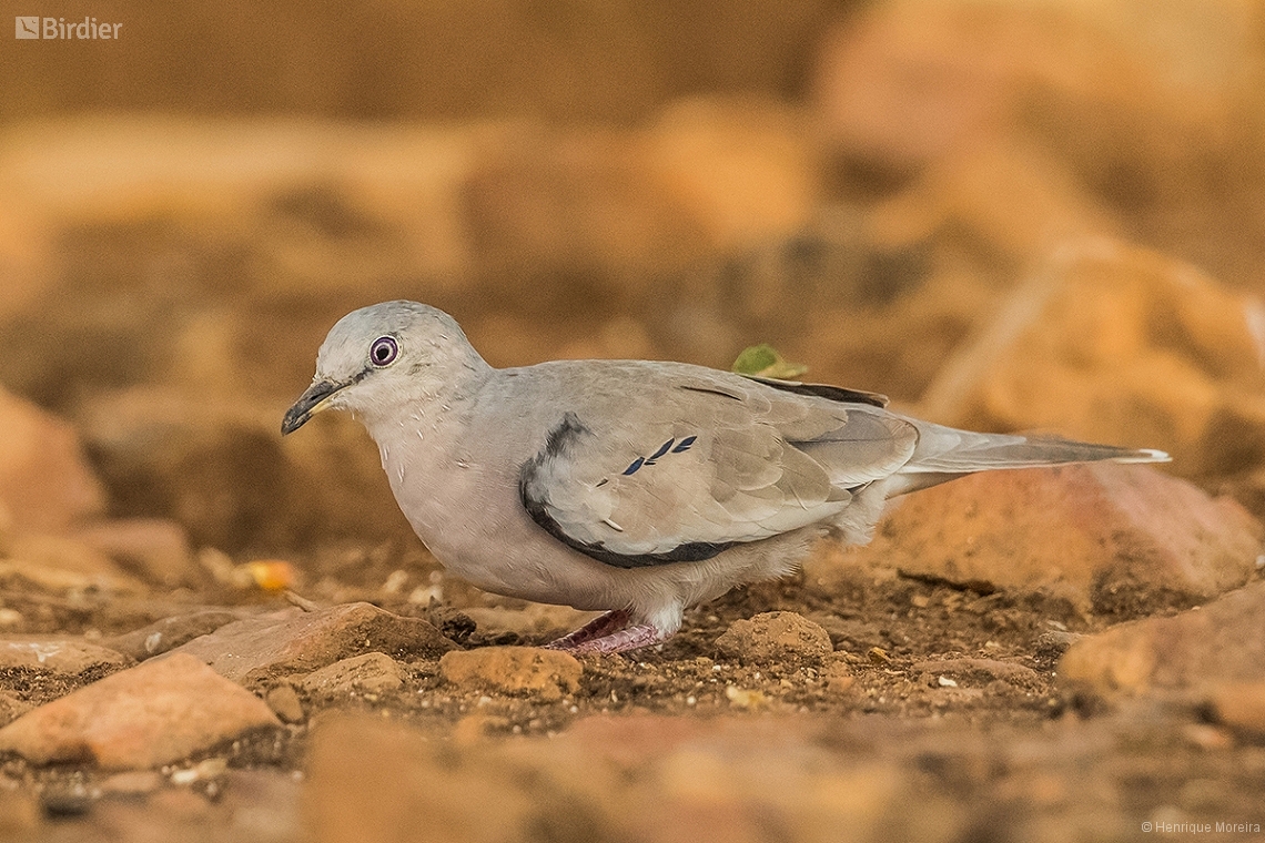 Columbina picui (Picui Ground Dove) by Henrique Moreira • Birdier
