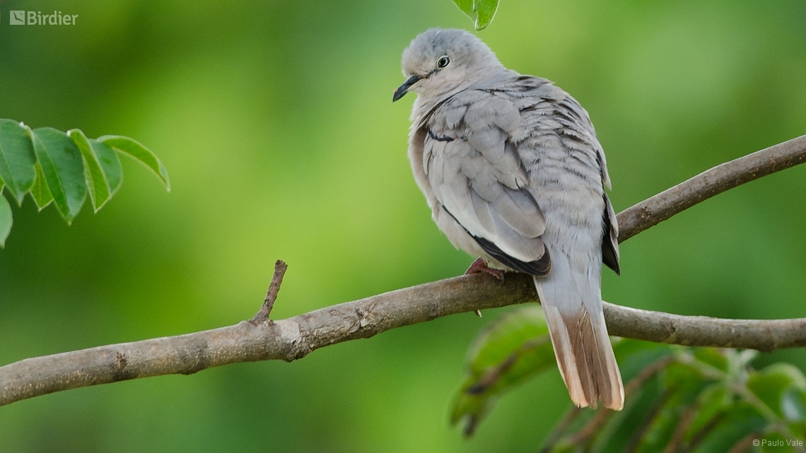 Photos of species Columbina picui - Birdier