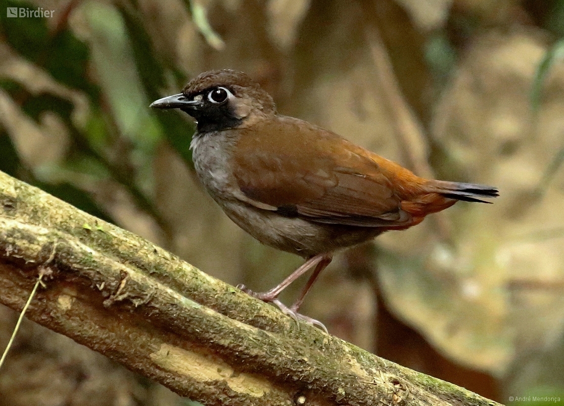 Formicarius analis (Black-faced Antthrush) by André Mendonça • Birdier