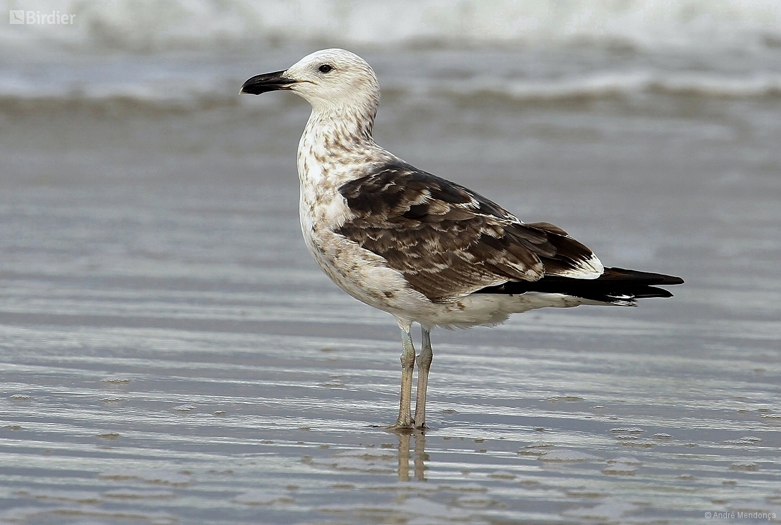 Larus dominicanus (Kelp Gull) by André Mendonça • Birdier