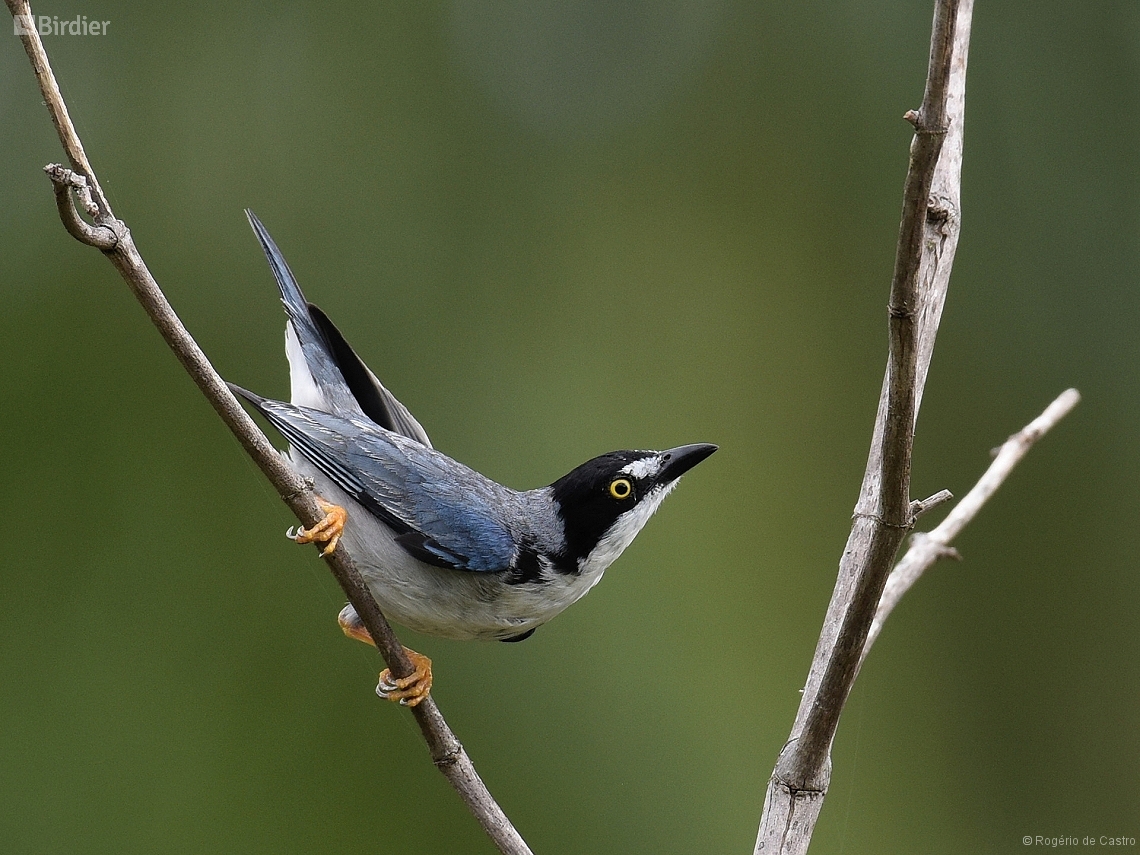 Photos of species Nemosia pileata - Birdier