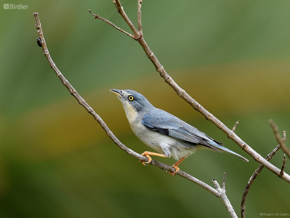 Photos of species Nemosia pileata - Birdier