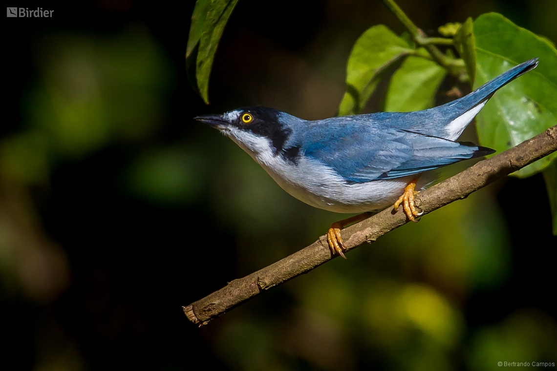 Photos of species Nemosia pileata - Birdier