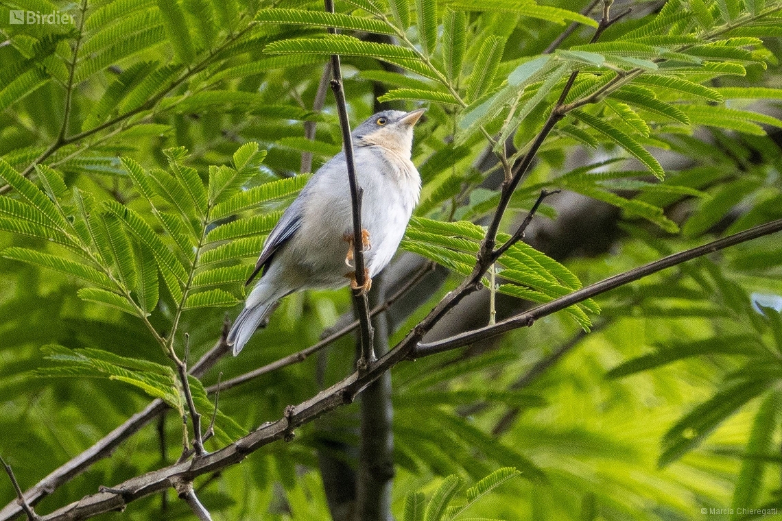 Photos of species Nemosia pileata - Birdier