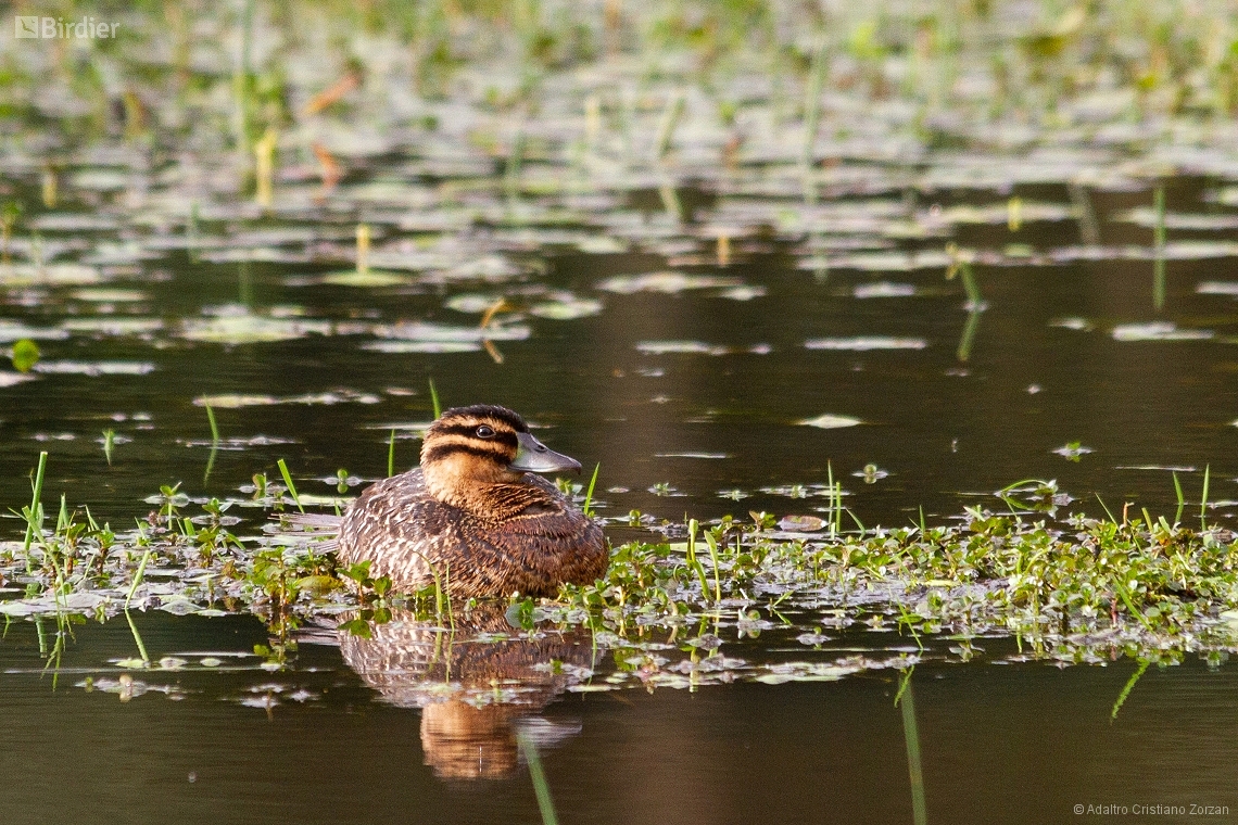 Nomonyx dominicus (Masked Duck) by Adaltro Cristiano Zorzan • Birdier