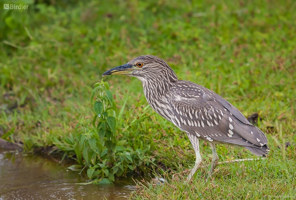 Nycticorax nycticorax (Black-crowned Night Heron) by Bertrando Campos ...