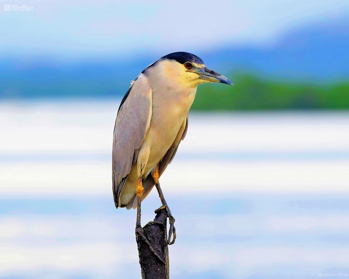 Nycticorax nycticorax (Black-crowned Night Heron) by Joaquim Ribas ...