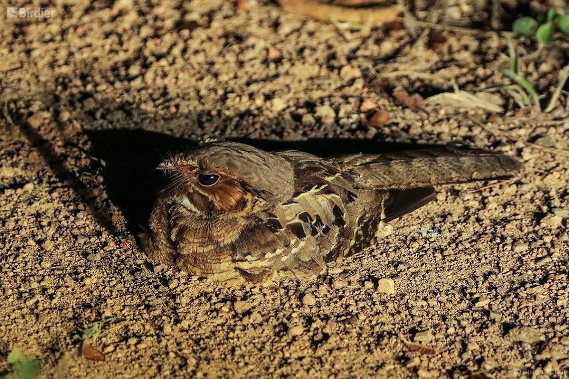 Nyctidromus albicollis (Common Pauraque) by Henrique Moreira • Birdier