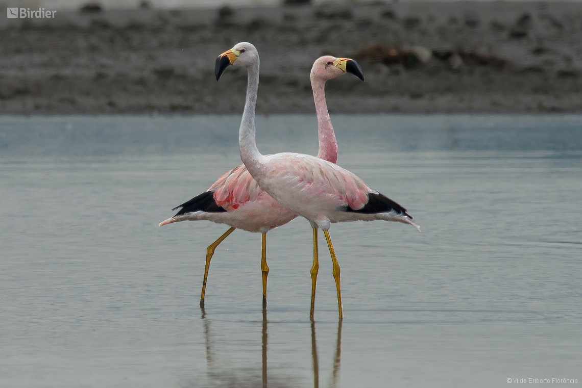 Photos of species Phoenicoparrus andinus - Birdier