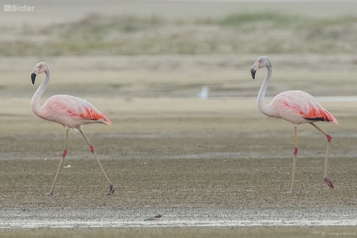 Photos of species Phoenicoparrus andinus - Birdier