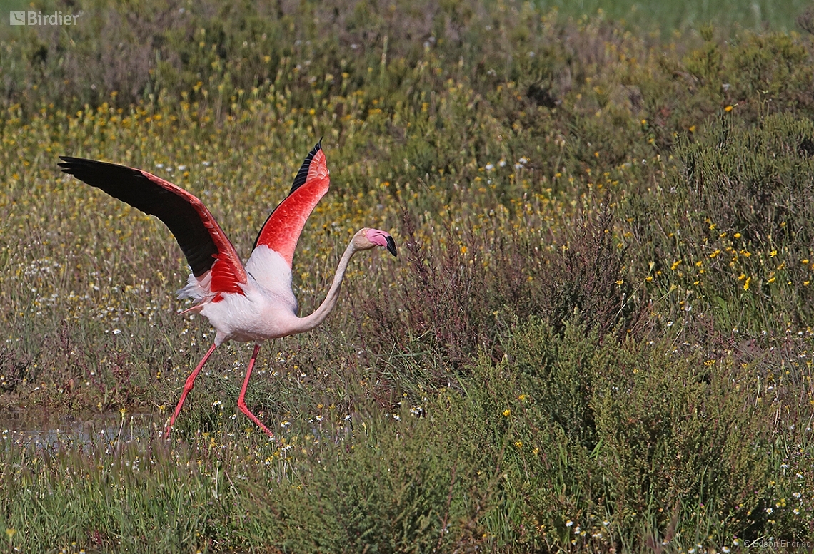 Photos of species Phoenicopterus roseus - Birdier