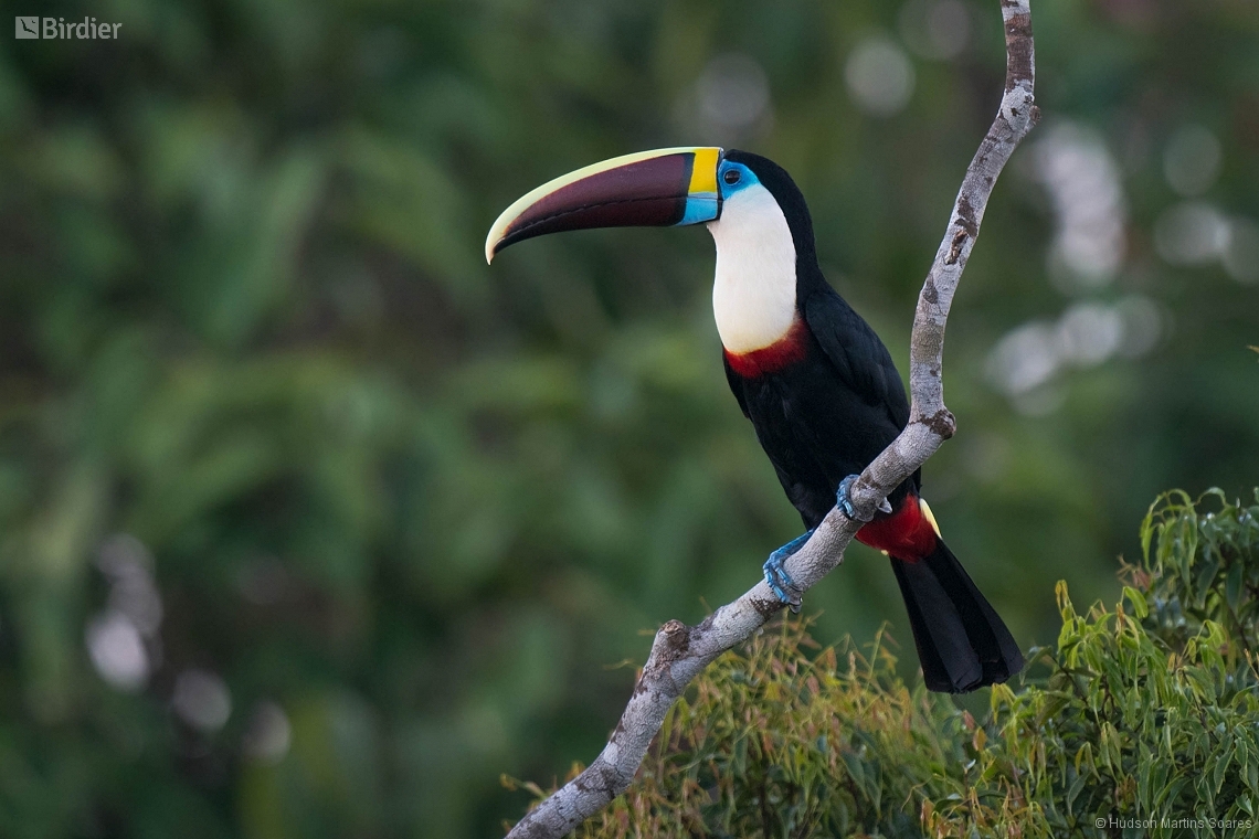 Ramphastos tucanus (White-throated Toucan) by Hudson Martins Soares ...