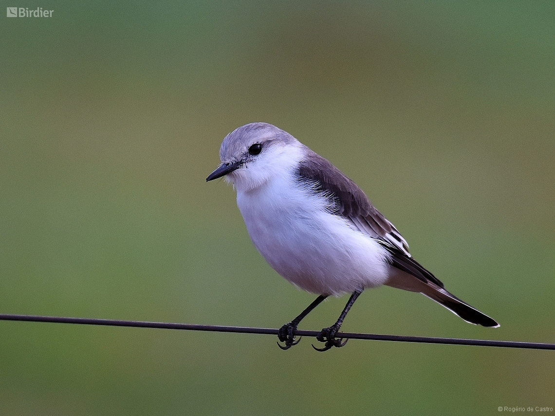 Birdier