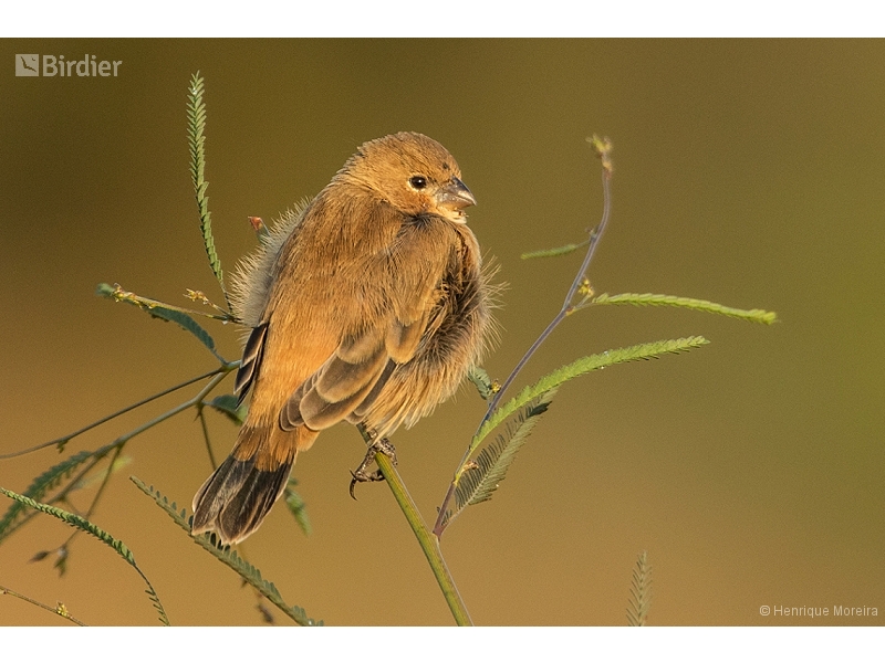 Birdier