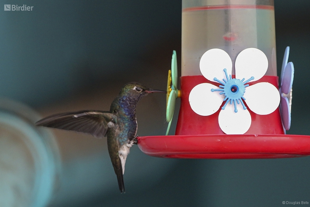 Chionomesa lactea (Sapphire-spangled Emerald) by Douglas Bete • Birdier