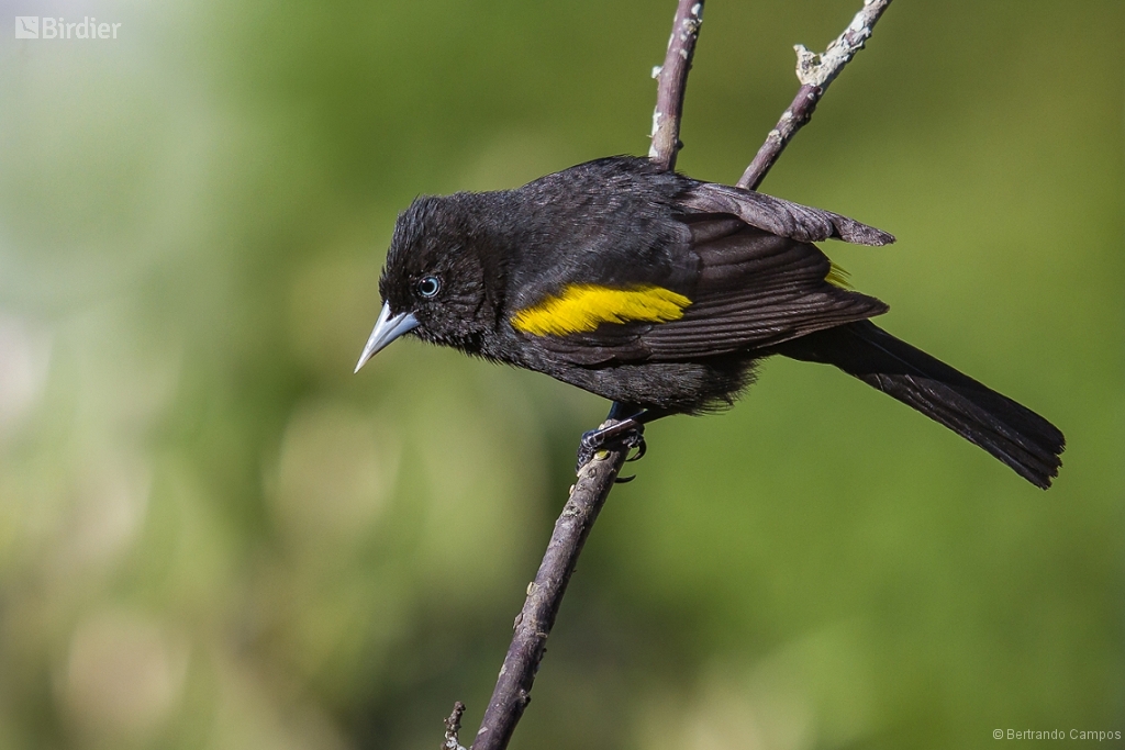 Cacicus chrysopterus (Golden-winged Cacique) by Bertrando Campos • Birdier