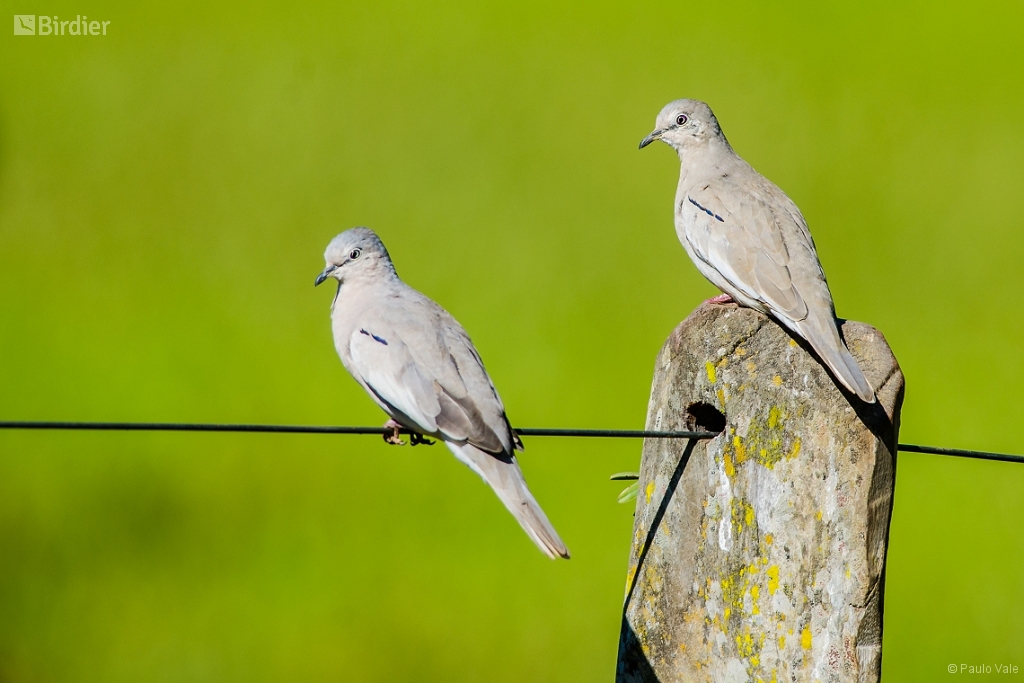 Columbina picui (Picui Ground Dove) by Paulo Vale • Birdier