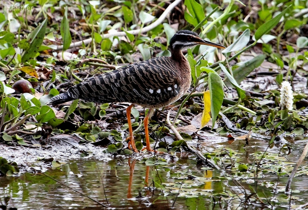 Eurypyga helias (Sunbittern) by André Mendonça • Birdier