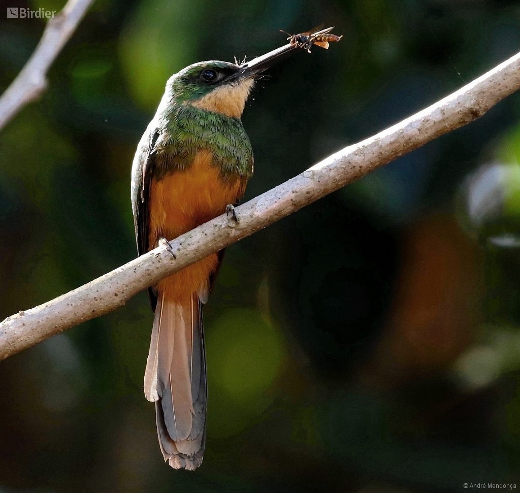 Galbula ruficauda (Rufous-tailed Jacamar) by André Mendonça • Birdier