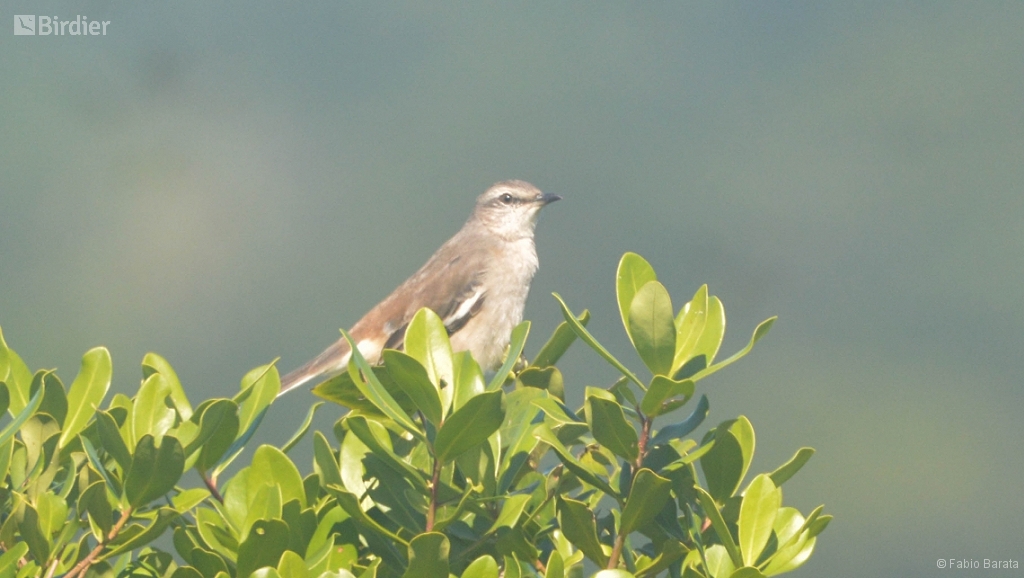 Mimus triurus (White-banded Mockingbird) by Fabio Barata • Birdier
