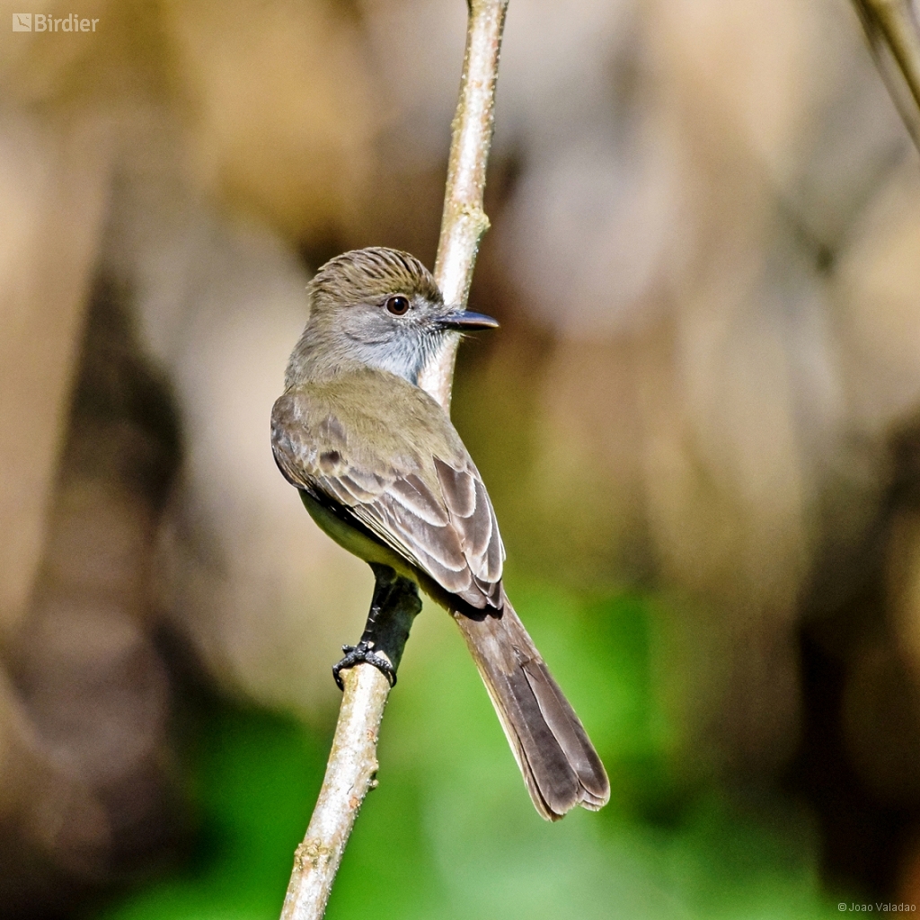 Myiarchus ferox (Short-crested Flycatcher) by Joao Valadao • Birdier