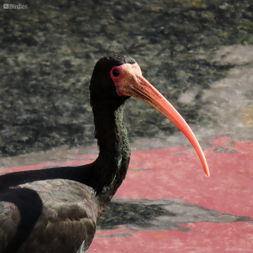 Phimosus infuscatus (Bare-faced Ibis) by Patrícia Nicoloso • Birdier