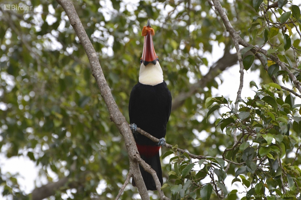Ramphastos toco (Toco Toucan) by Danielle Bellagamba de Oliveira • Birdier